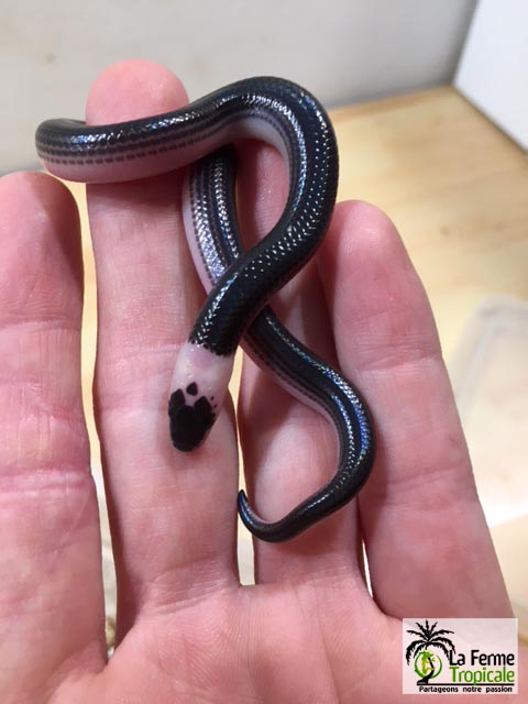 [Sur le vif] Naissance de Xenopeltis unicolor